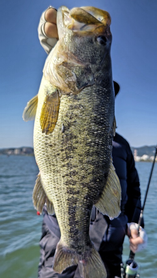 シェイク～ポーズで50Up | BRUSH（ブラッシュ） 琵琶湖 バスフィッシング情報、釣果 動画 ムービー満載