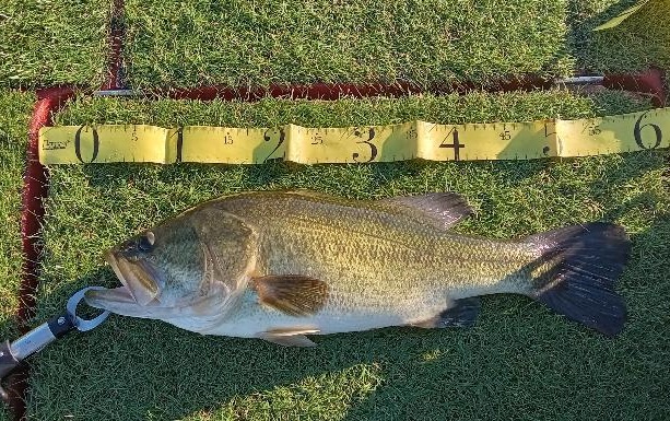 トップで50Up | BRUSH（ブラッシュ） 琵琶湖 バスフィッシング情報、釣果 動画 ムービー満載