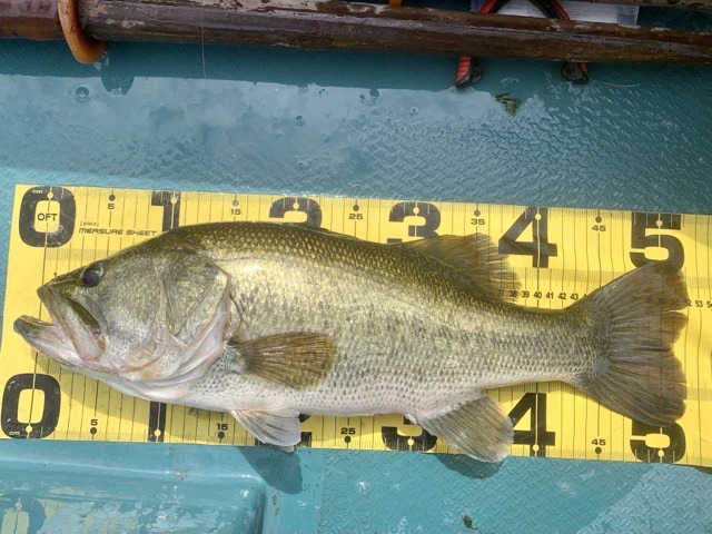 50up×2、40up×3、小バス多数キャッチ | BRUSH（ブラッシュ） 琵琶湖 バスフィッシング情報、釣果 動画 ムービー満載